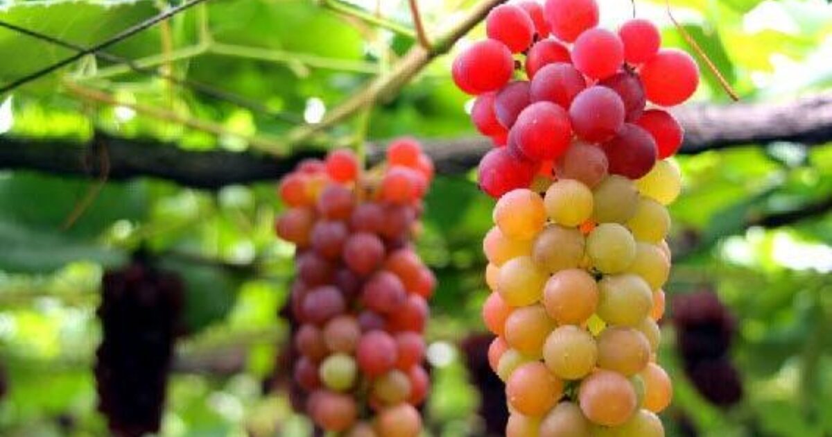 Clif Family Winery & Farm: The "Ultimate Napa Adventure" Sweepstakes